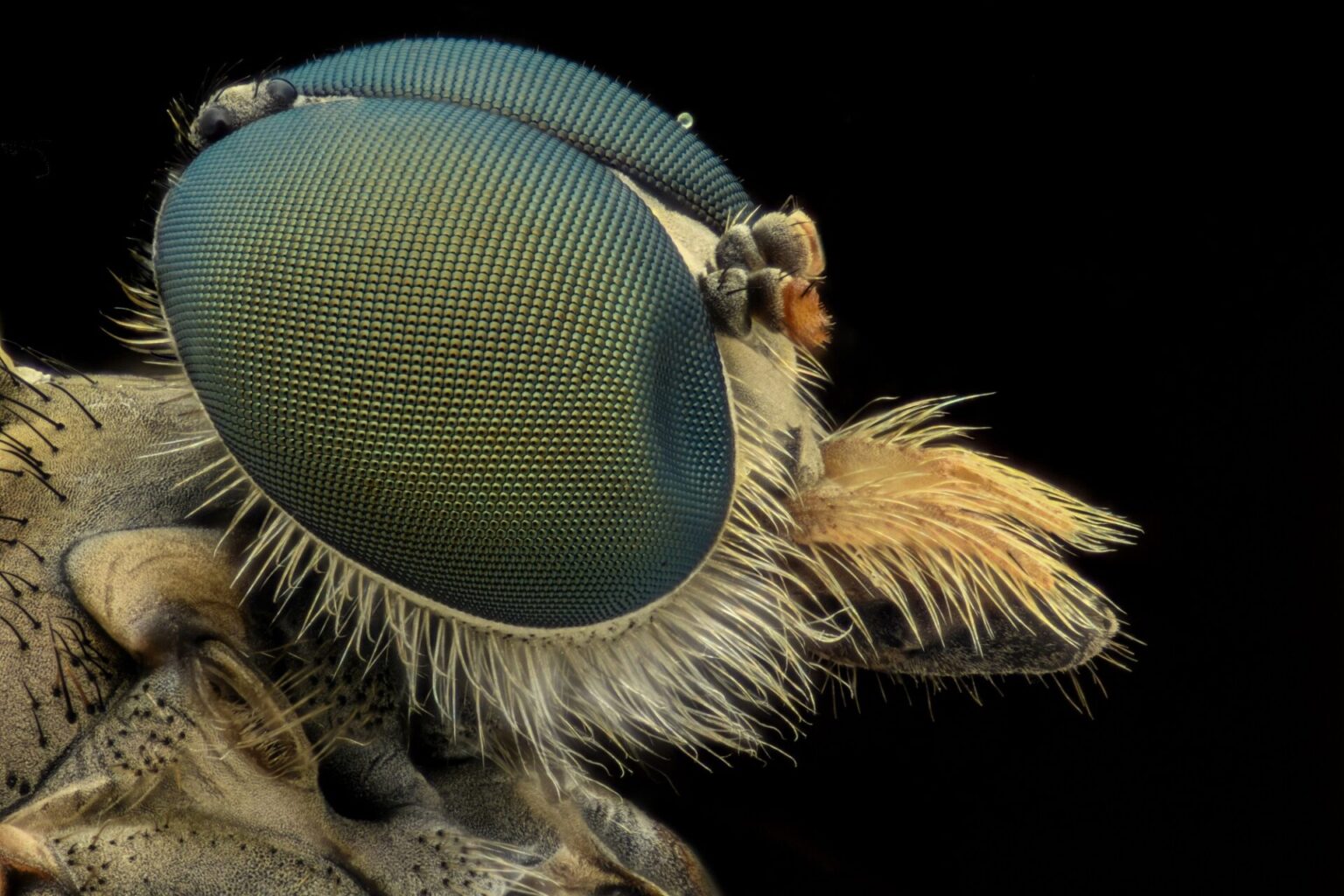 Aircraft design and concepts inspired by the natural world