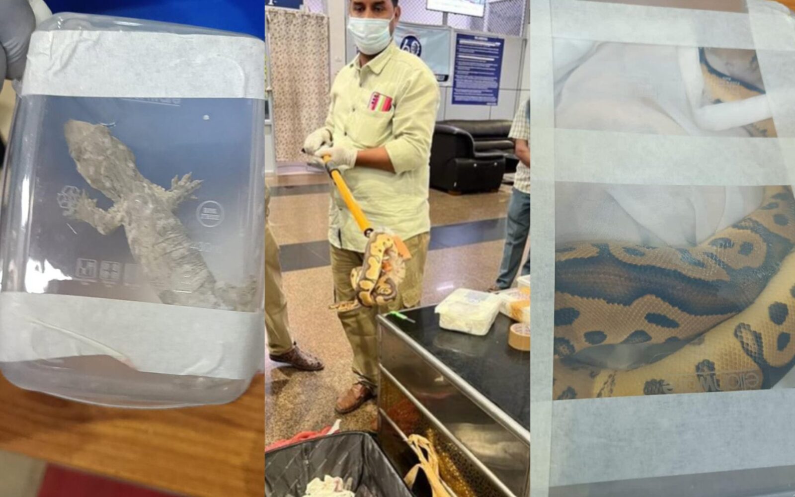 Snakes and lizards found inside passenger’s luggage in India
