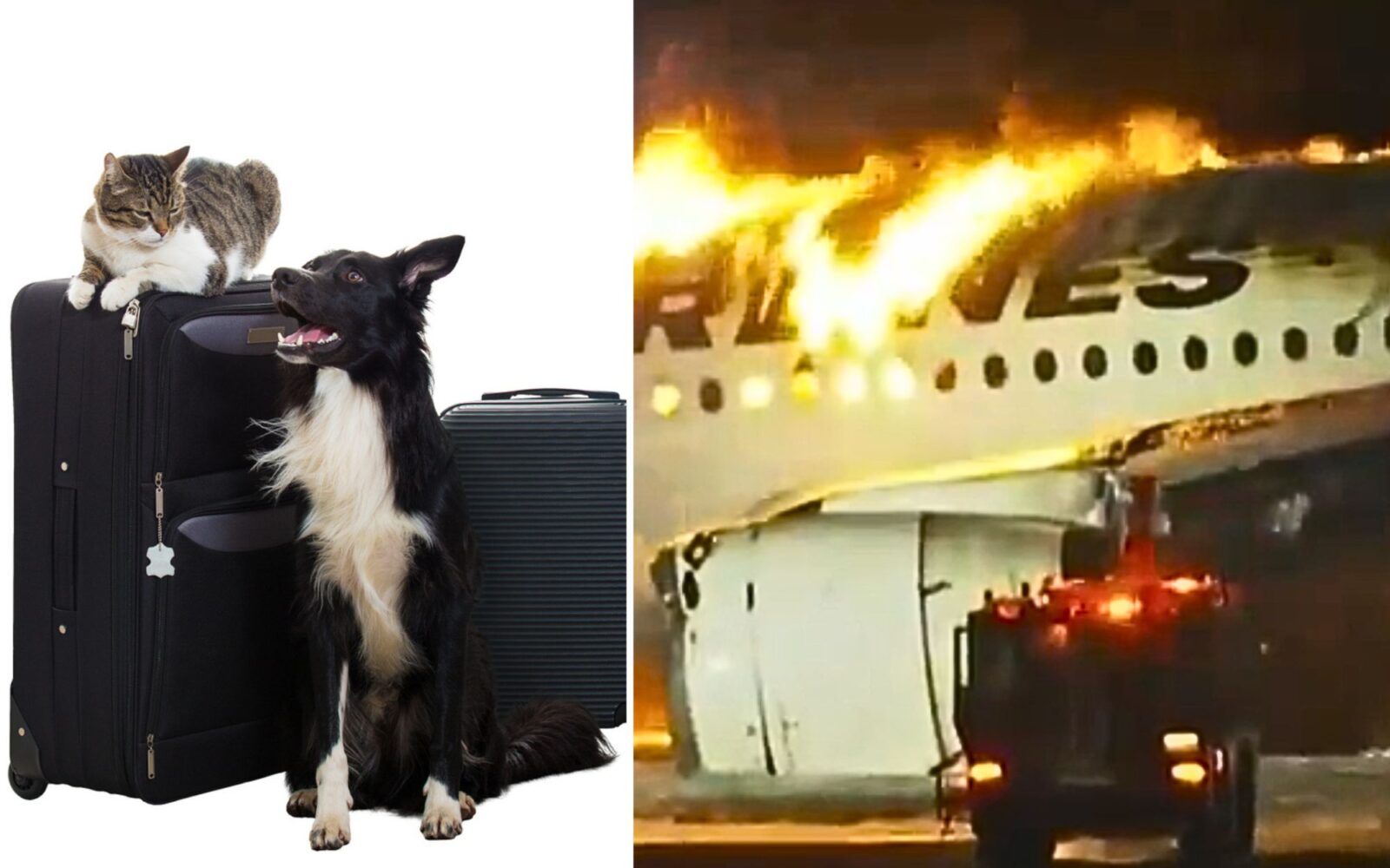 Two pets perish in JL 516 tragedy; Japan Airlines apologizes - AeroTime
