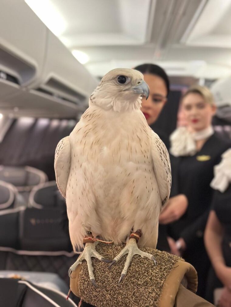 KlasJet: Exclusive jets for million-dollar falcons and pets