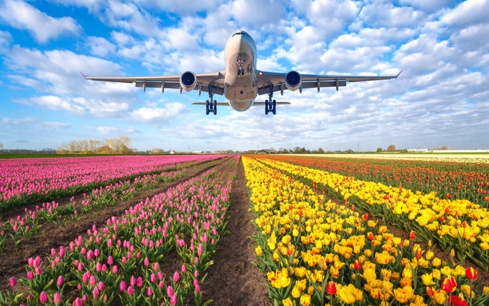 Big blooms: AA delivers 1M+ pounds of flowers for Valentines - AeroTime