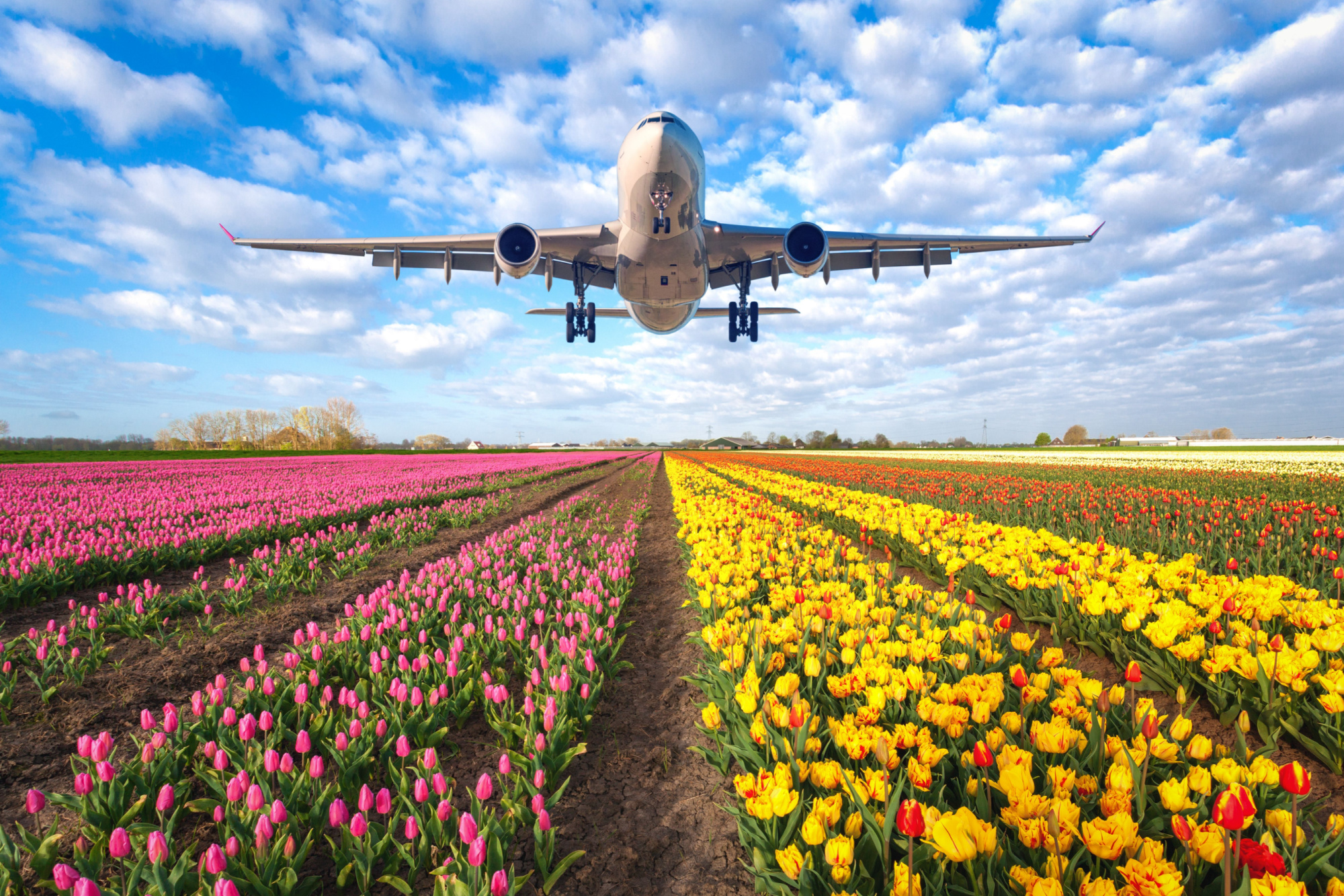 Big blooms: AA delivers 1M+ pounds of flowers for Valentines - AeroTime