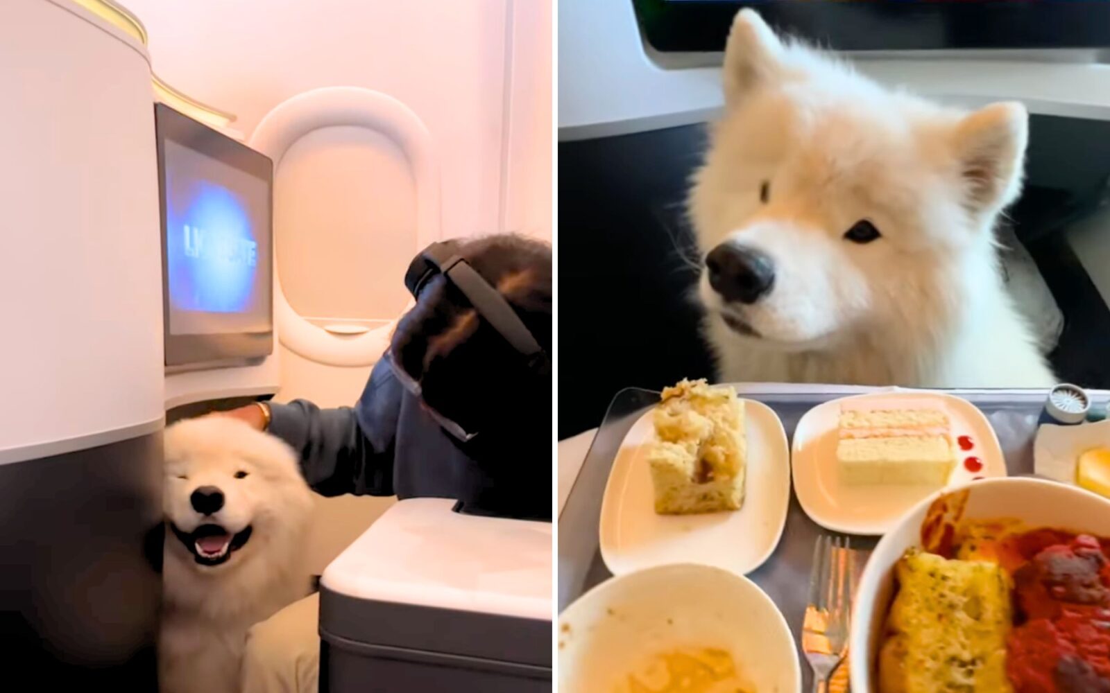 Influencer pup gets upgraded to Delta's business class suite - AeroTime