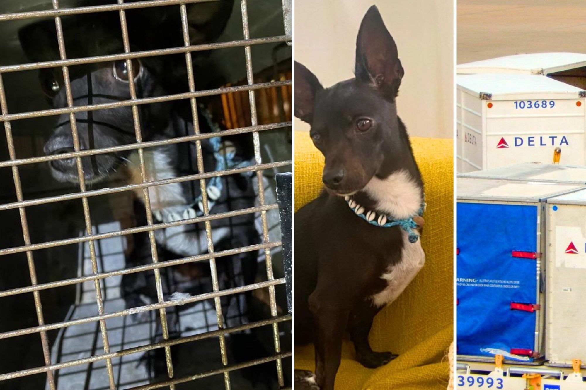 Dog lost by Delta when owner got deported is found safe- AeroTime