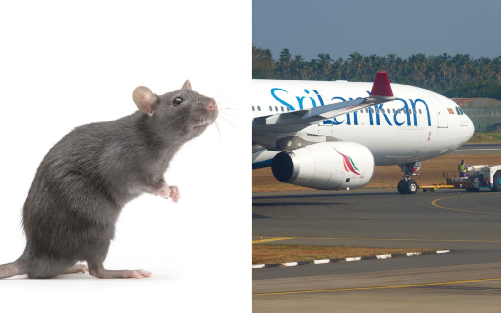 Rat found inside SriLankan A330 grounds aircraft for 3 days- AeroTime