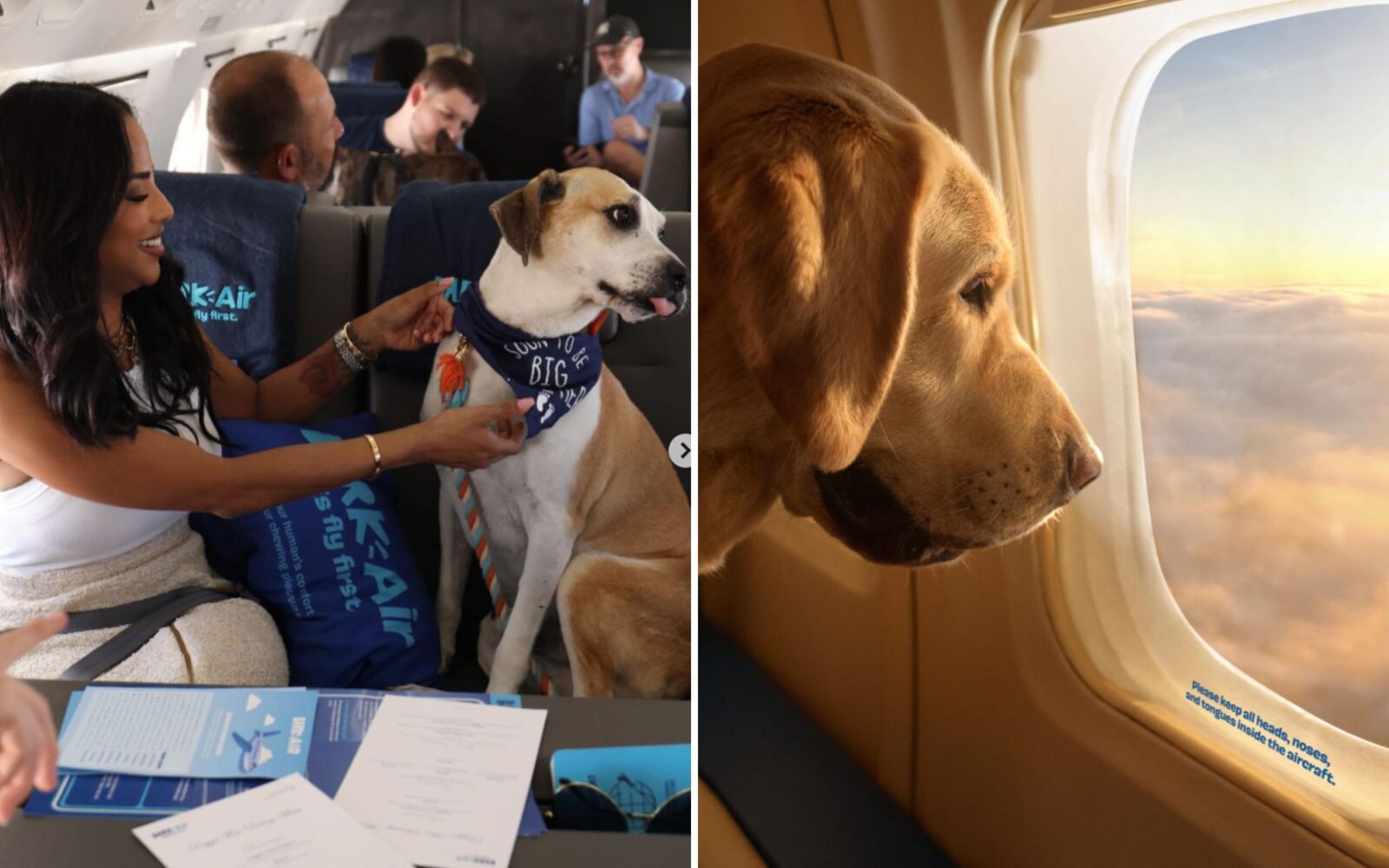 BARK Air completes inaugural flight from NYC to LAX - AeroTime