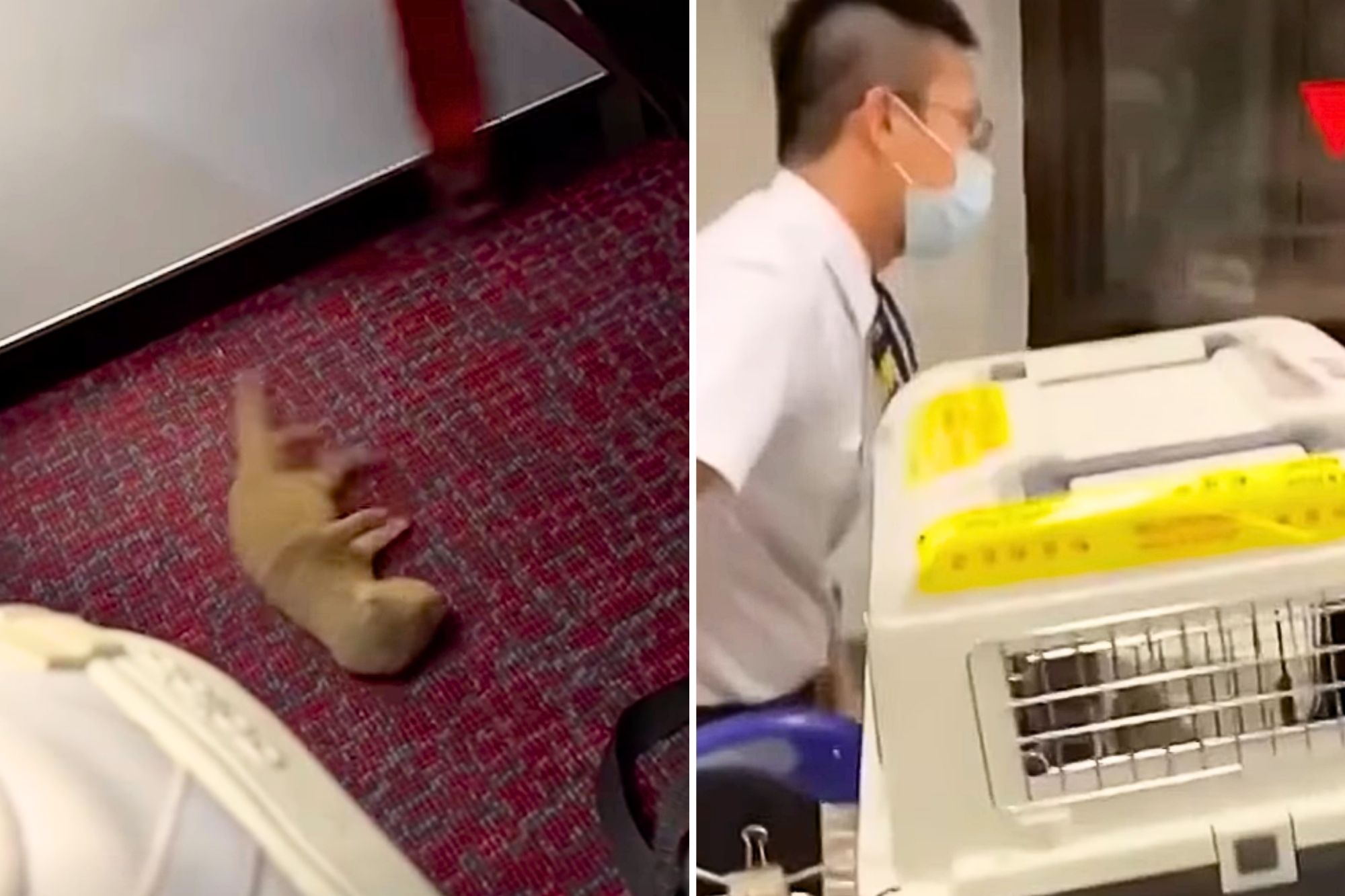 Smuggled critters escape, causes chaos inside VietJet flight- AeroTime