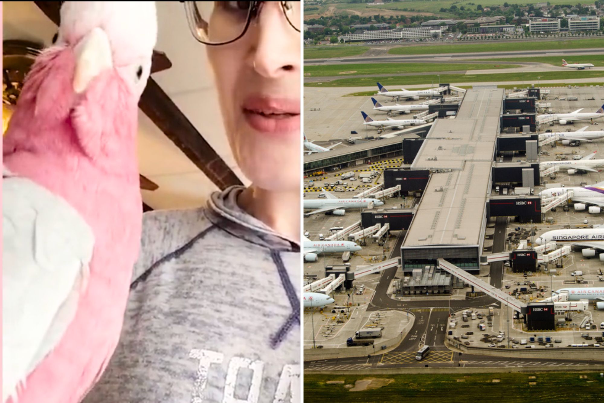 Pet cockatoo stuck at Heathrow Airport after paperwork issue - AeroTime