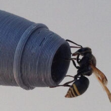 A sting in the tail at Heathrow after nesting wasps block pitot tubes ...