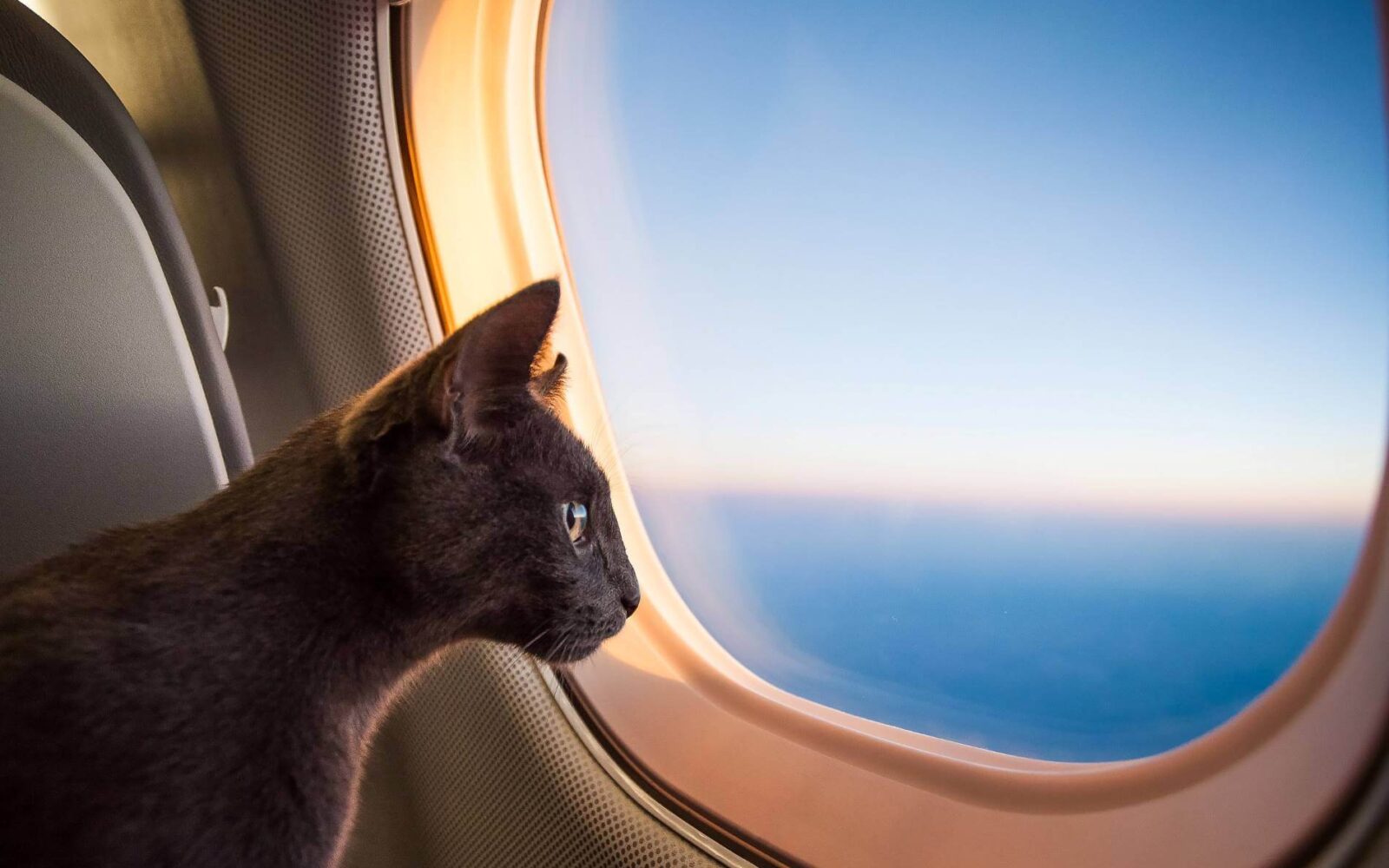 Top 10 animals in aviation - AeroTime