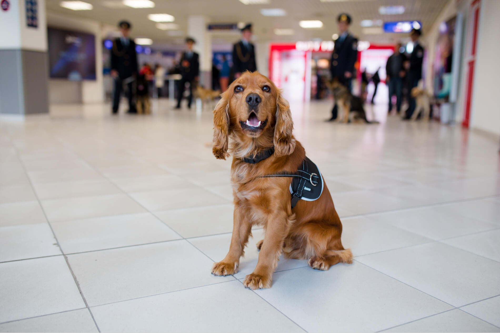 Good-boy: COVID-19 sniffing dogs offer hope for airports - AeroTime