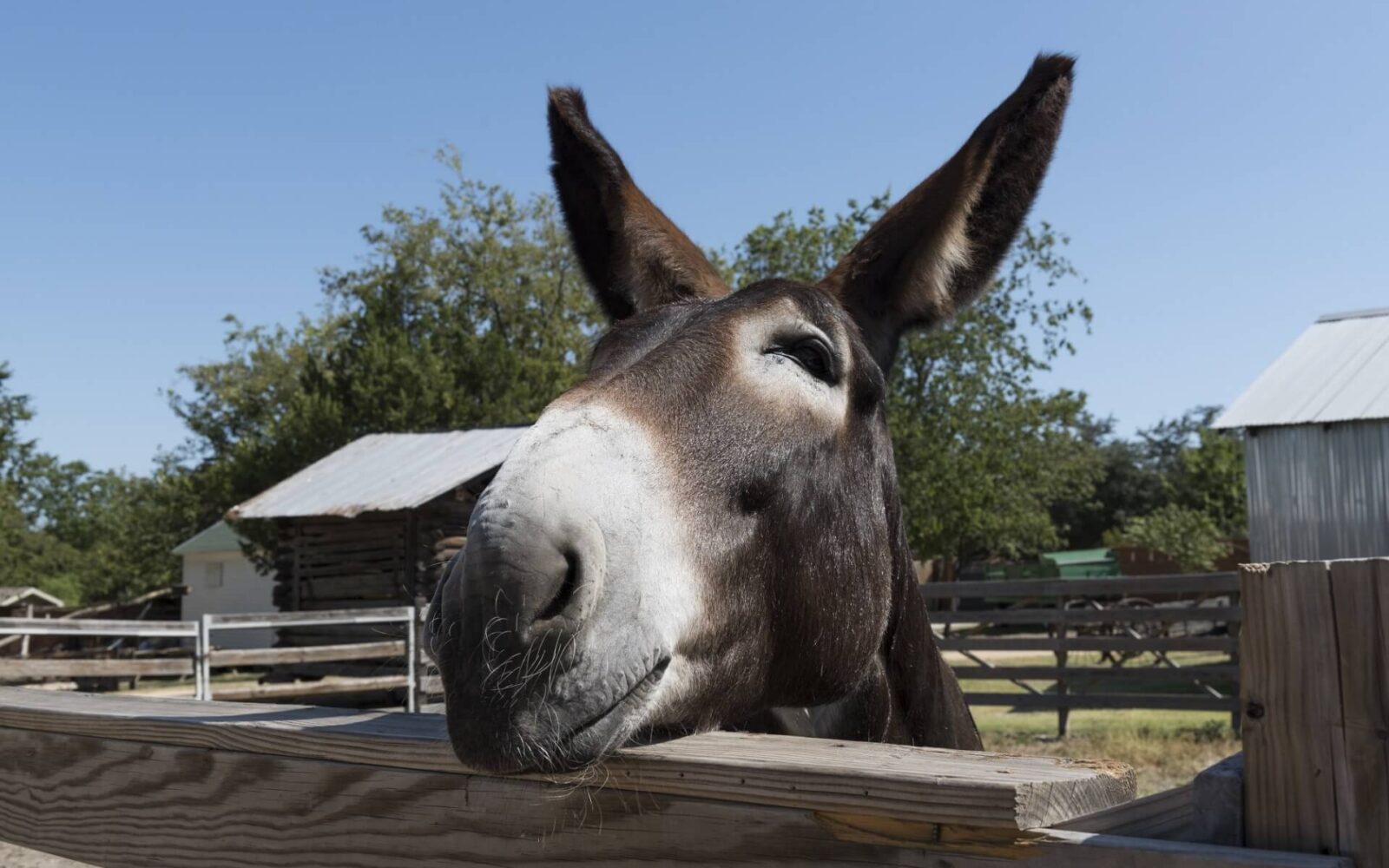 Mule makes an exploratory journey to Ben Gurion Airport [Video] - AeroTime