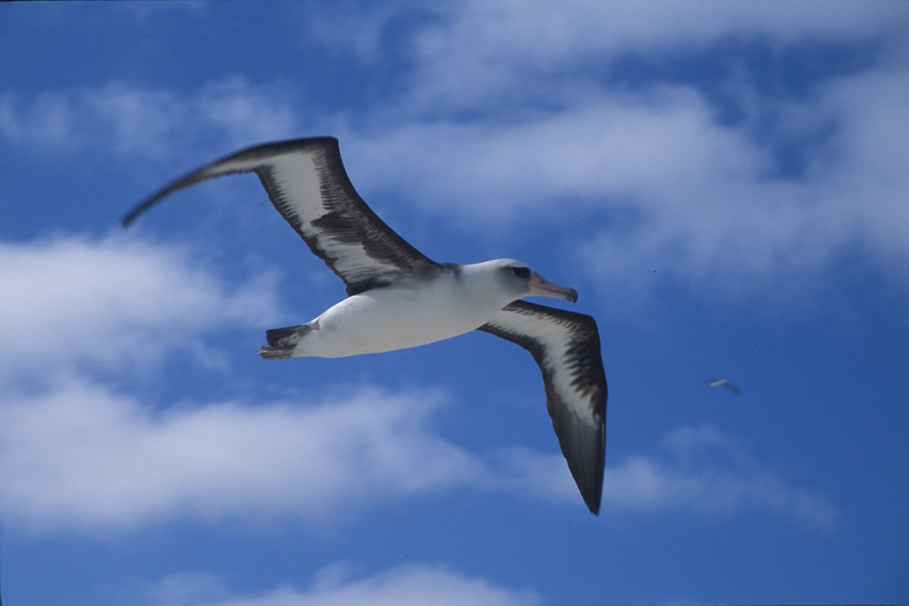 Airbus reveals seabird-inspired AlbatrossOne[Video] - AeroTime