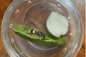 A sting in the tail at Heathrow after nesting wasps block pitot tubes ...