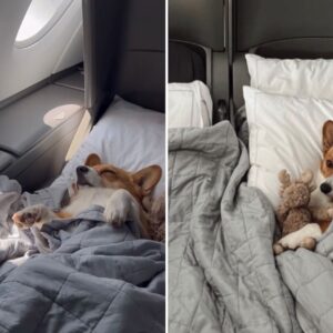 Airbus ATTOL demonstrates fully autonomous flight capacities - AeroTime